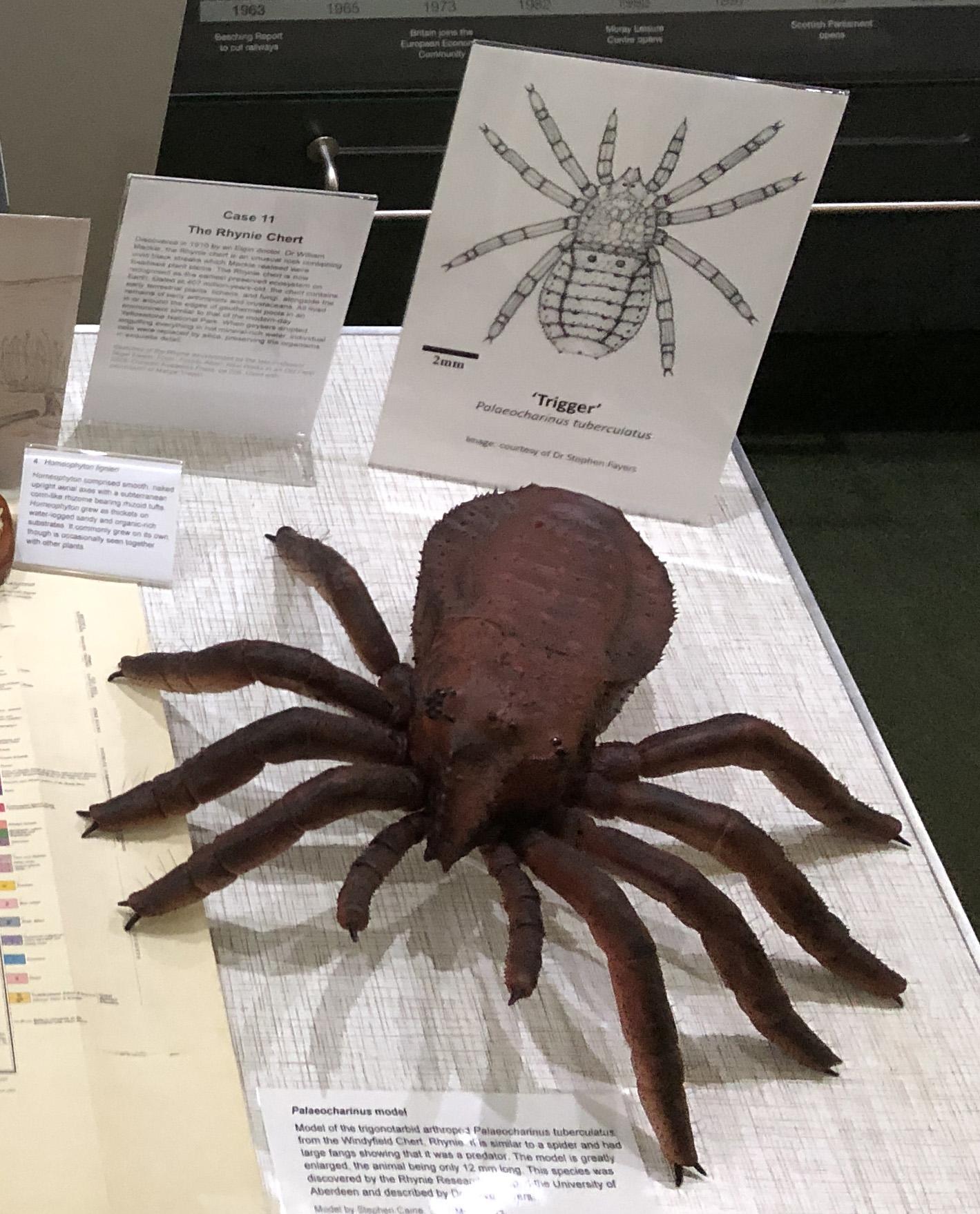 Rhynie Chert | SGT Geosites