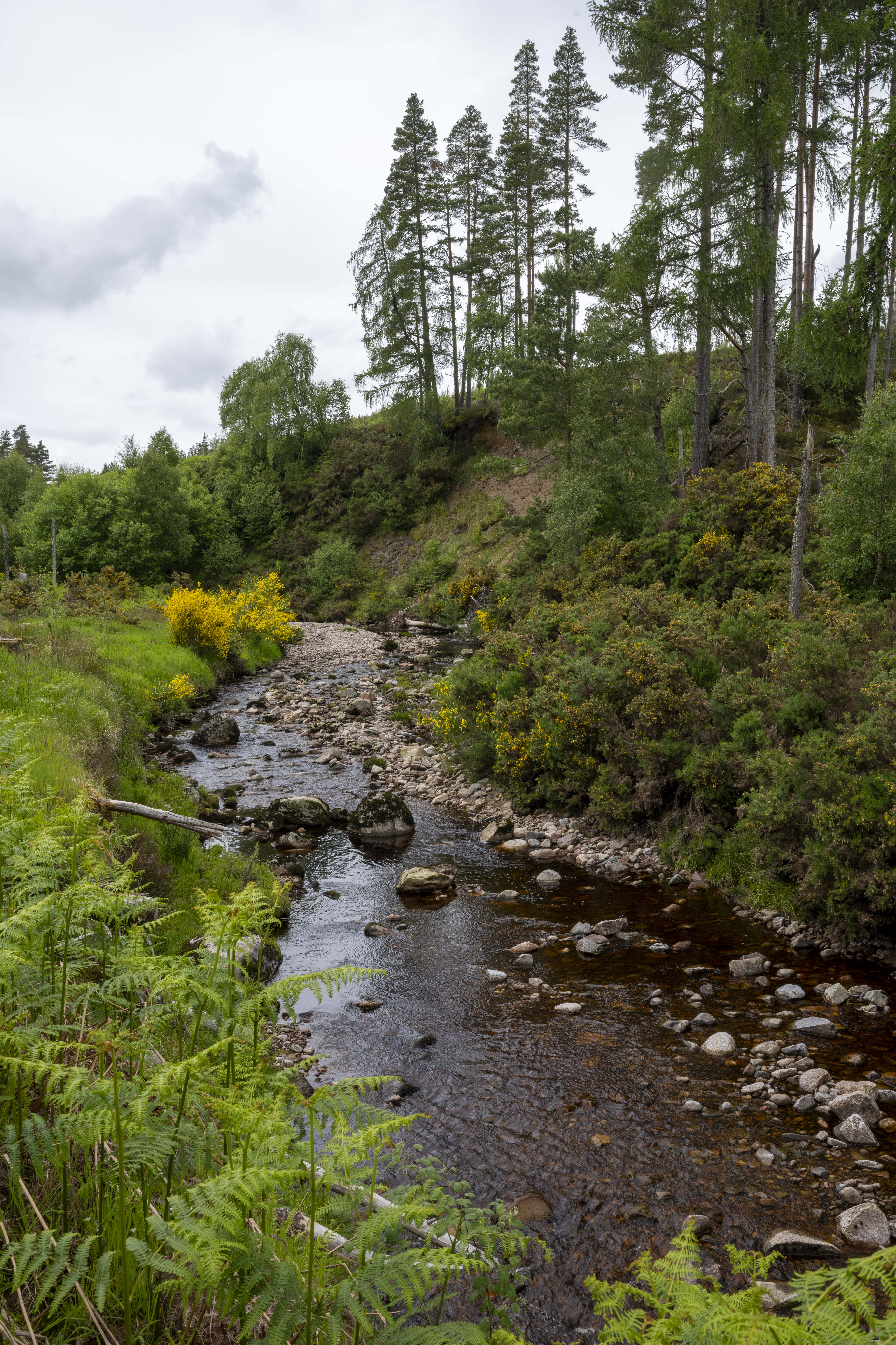 Muckle Burn, Clunas | SGT Geosites