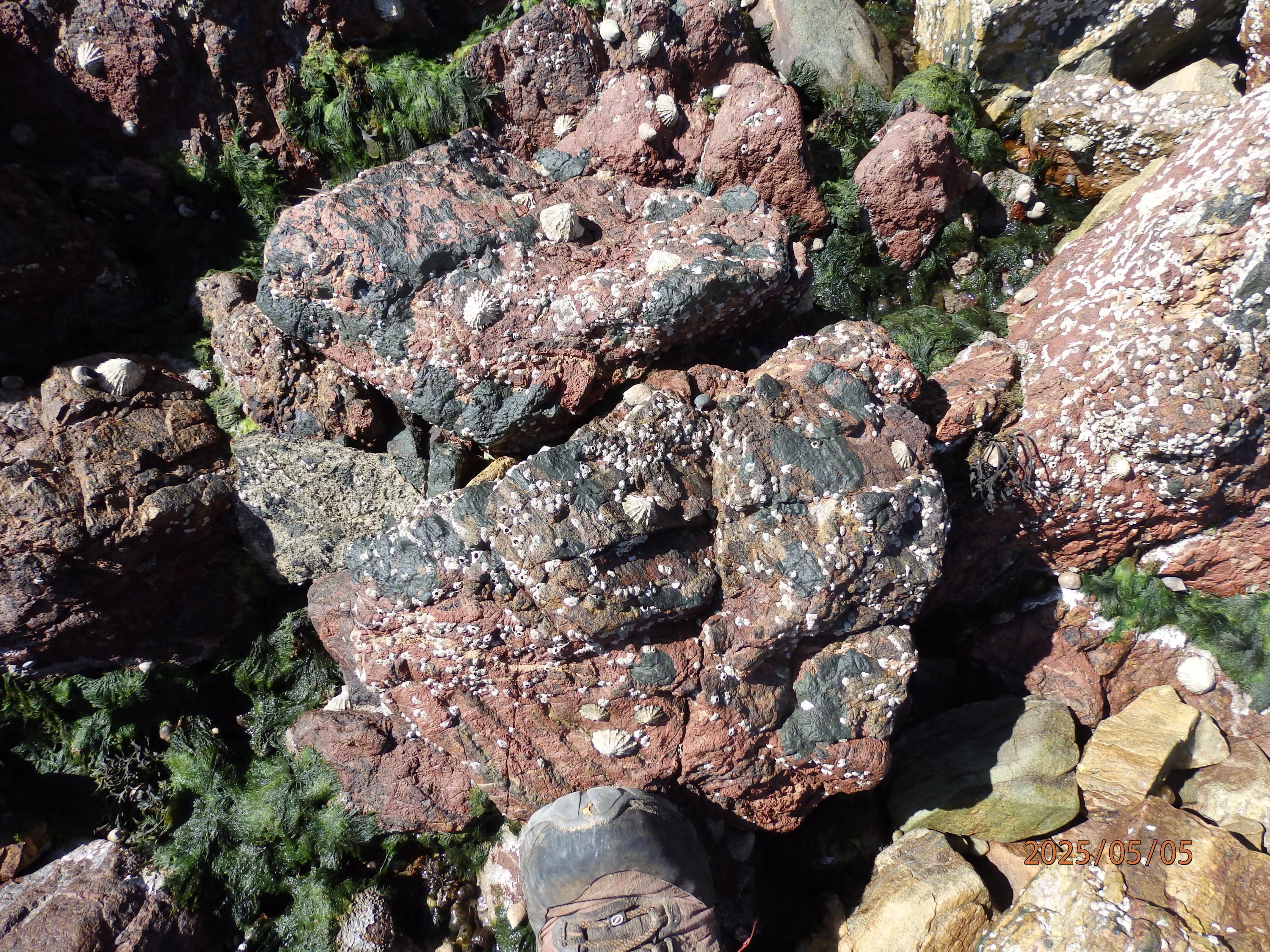 South Bay, Barmore Island | SGT Geosites